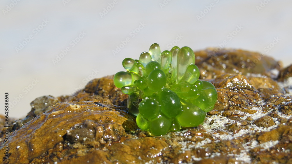 Bubble algae, Valonia ventricosa, on Fijian beach Stock Photo | Adobe Stock