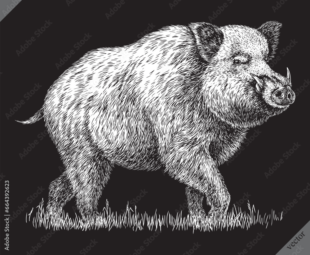 Vintage engraving isolated hog set illustration ink sketch. Wild boar ...