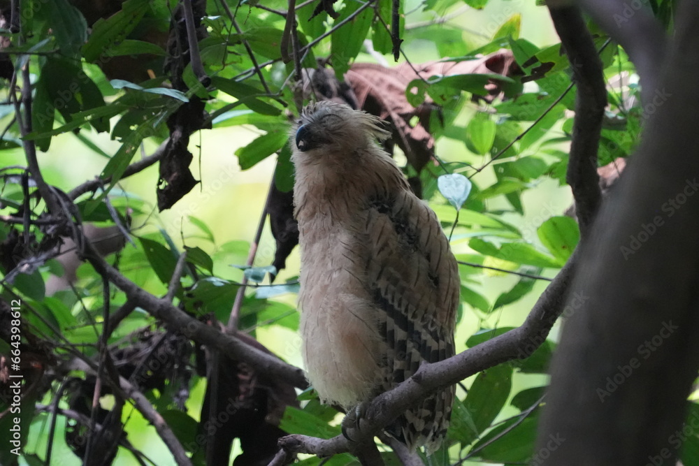 The Buffy Fish Owl (Bubo ketupu) is a species of owl found in various ...