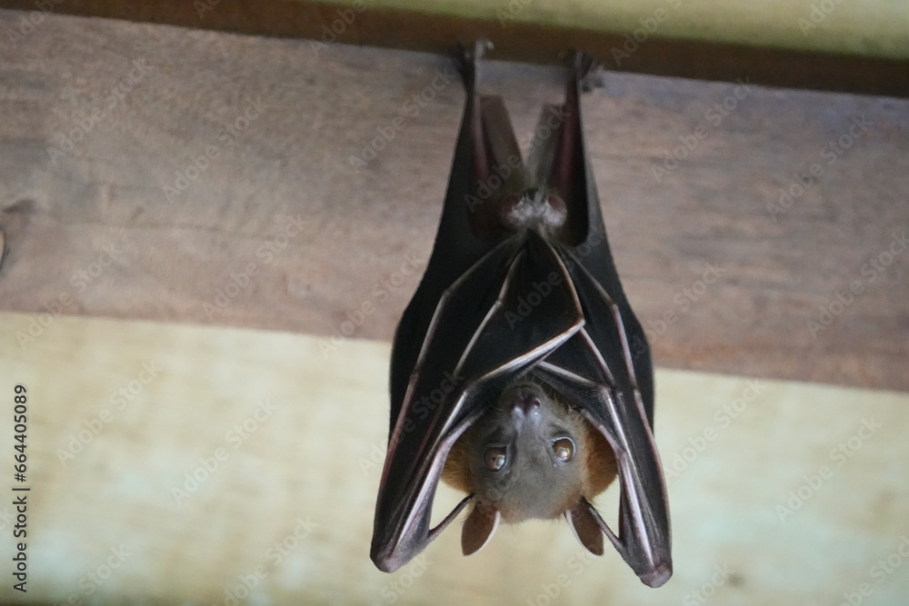 Cynopterus brachyotis, commonly known as the Lesser Short-nosed Fruit Bat or the Lesser Dog ...