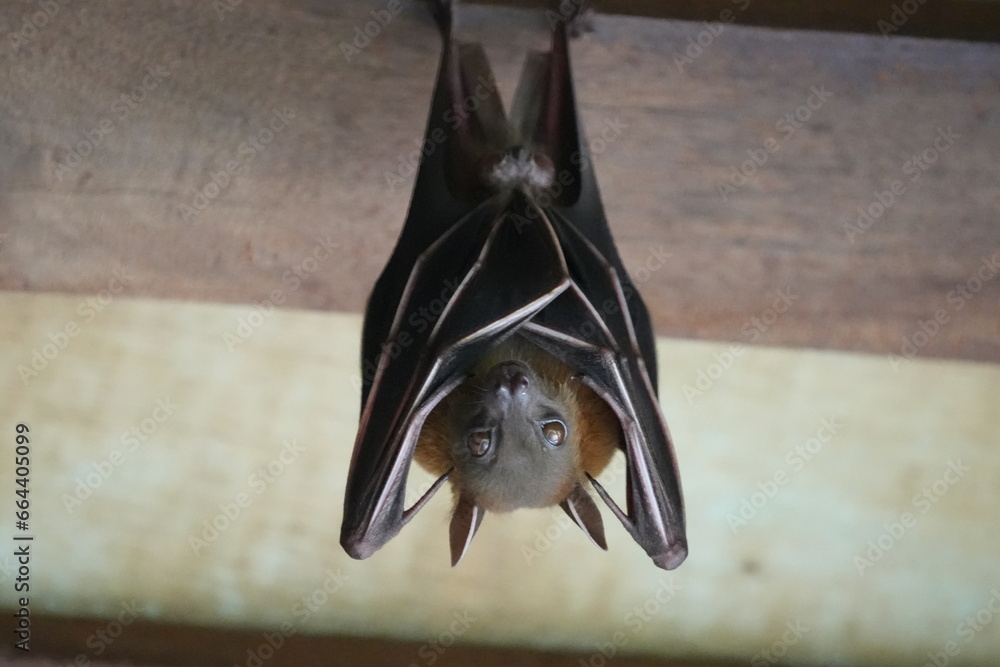 Cynopterus brachyotis, commonly known as the Lesser Short-nosed Fruit ...