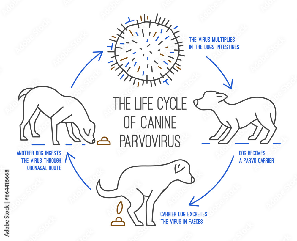 Poster The life cycle of parvovirus in dogs – Wall Art | UkPosters
