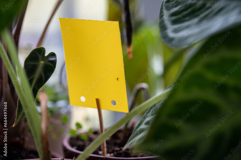 Fungus gnats stuck on yellow sticky trap closeup. Non-toxic flypaper ...