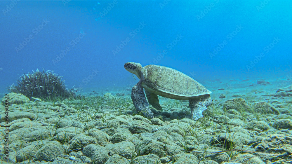 Loggerhead sea turtle (Caretta caretta) resting on the Mediterranean ...
