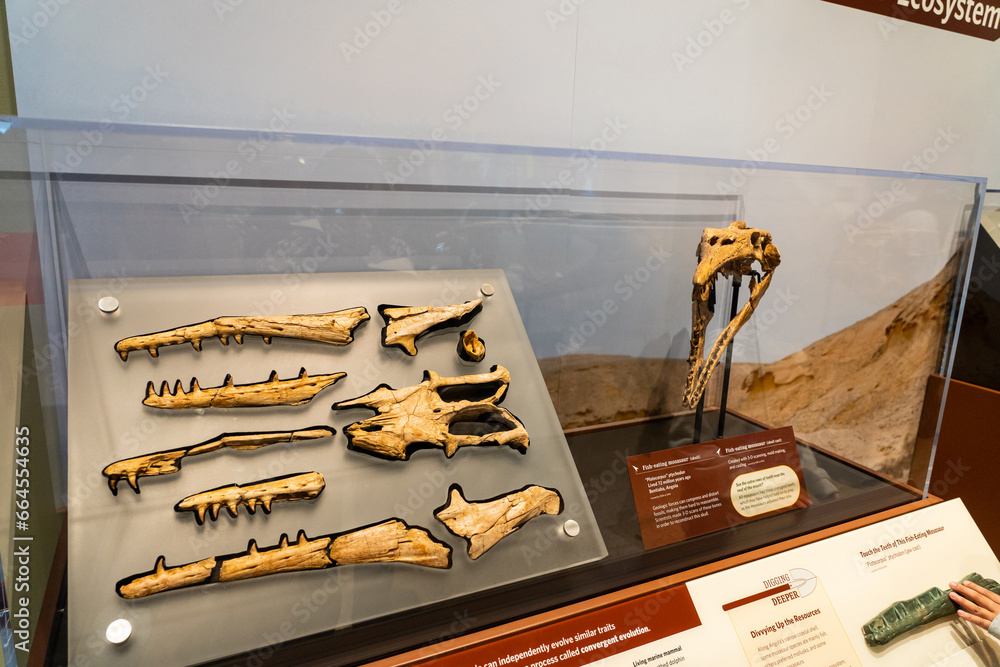 Washington DC, April 8 2023 - Prehistoric mosasaur / dinosaur fossil ...