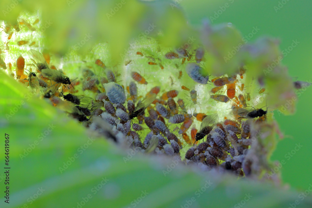 woolly aphid, gall aphid (Eriosoma ulmi, Schizoneura ulmi), winged and ...