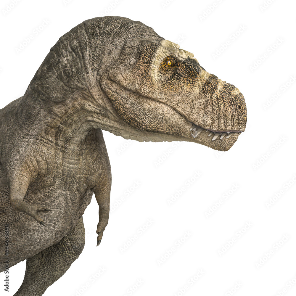 tyrannosaurus rex in id profile picture on close up side view Stock ...