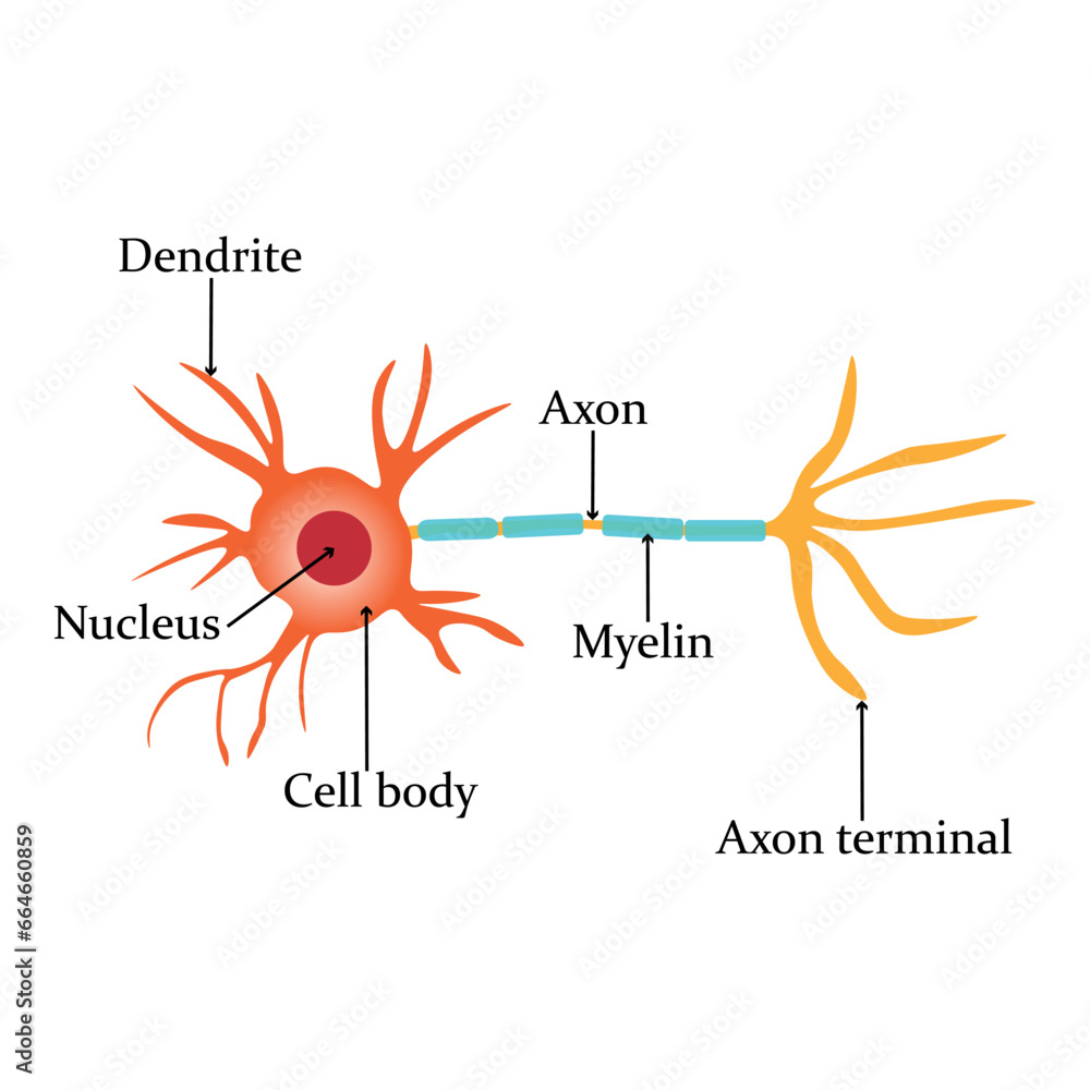 Neuron communication anatomy. Neuron structure diagram. Vector ...