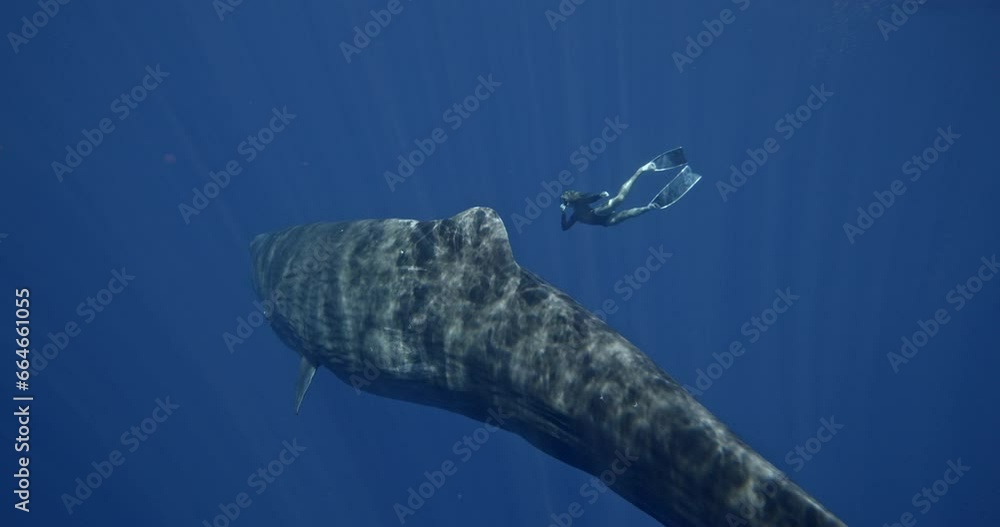 Vidéo Stock Sperm whale swim in the blue water. Underwater shot of ...