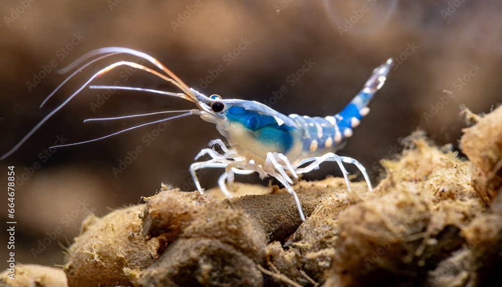 Blue Diamond Shrimp, a rare species, crawls out of dung Stock Photo ...