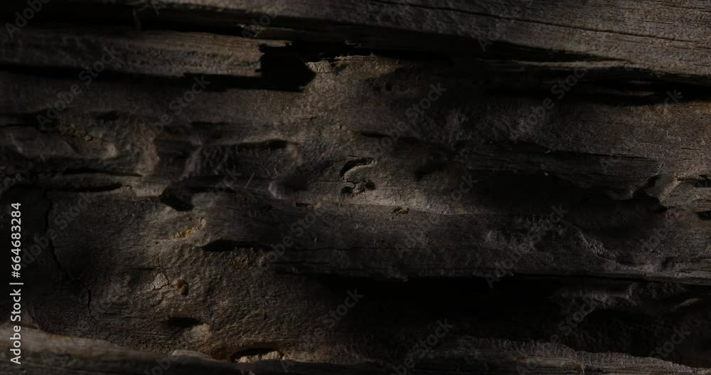 Texture of weathered old wood with scratches and cuts. Damaged aged ...
