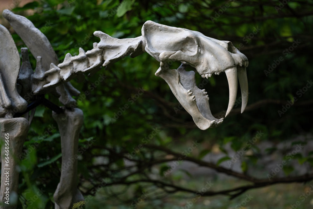 Saber tooth tiger skeleton figurine outdoors. Stock Photo | Adobe Stock