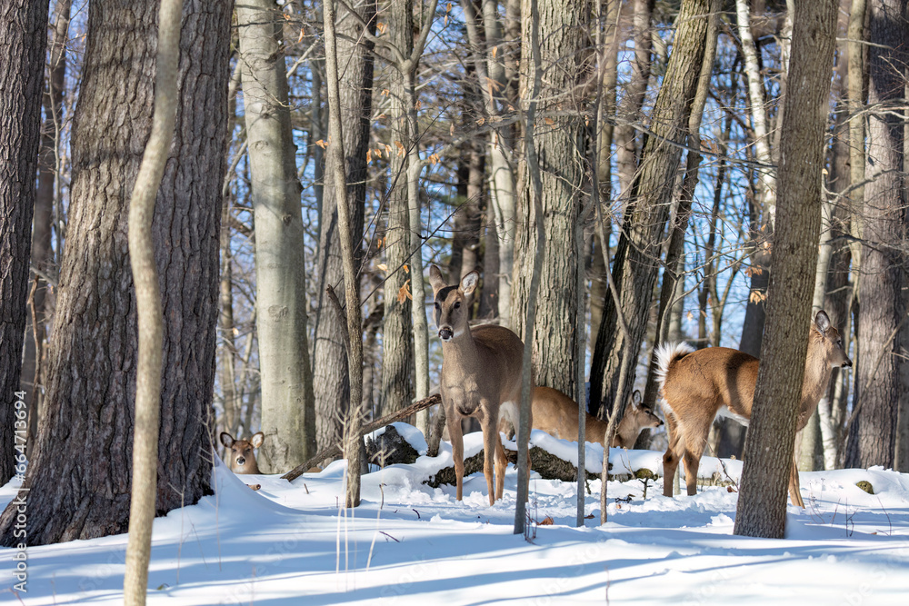 Deer. The white-tailed deer also known as the whitetail or Virginia ...