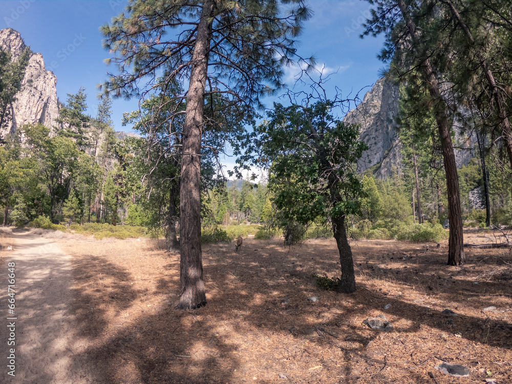 Dusty sandy path, white rock stone hill and deer between trees in ...