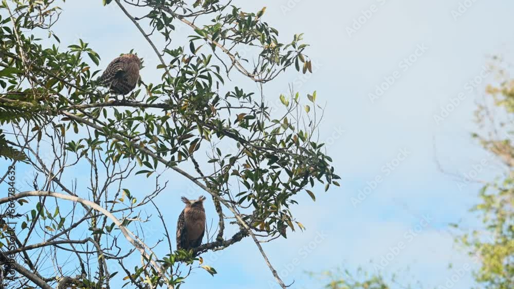 Perched on the top is a fledgling stretching its left wing and then ...