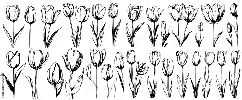 Set of tulip birth month flowers in March. Botanical line art vector ...