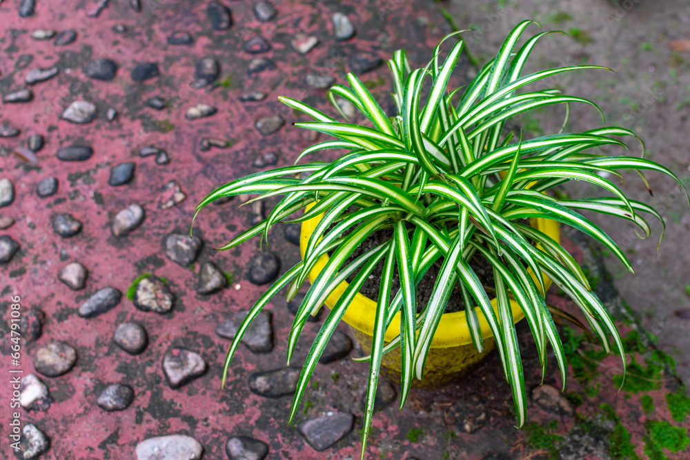 green and white flower of plant chlorophytum comosum aka spider plant ...