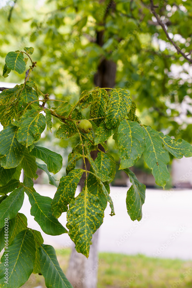 walnut tree affected by walnut gall or wart mite. affected walnut ...