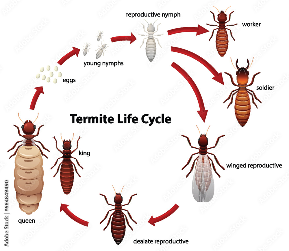 Poster Termite Life Cycle Study: A Cartoon Illustration – Wall Art ...