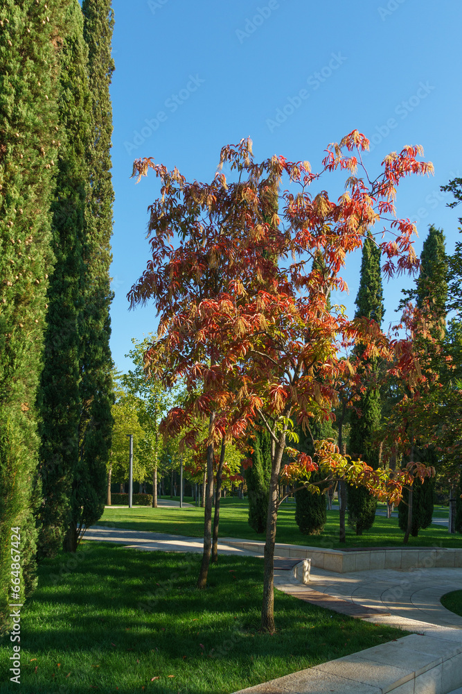 Sourwood tree (Oxydendrum arboreum) in red leaves and yellow seeds and ...