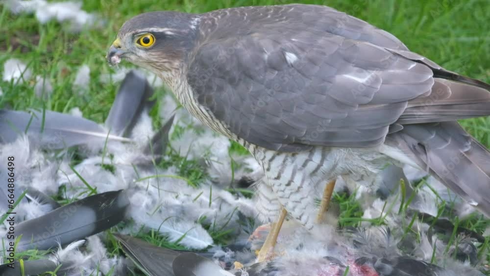 Female bird with feral pigeon prey. UK. The Eurasian sparrowhawk, also ...