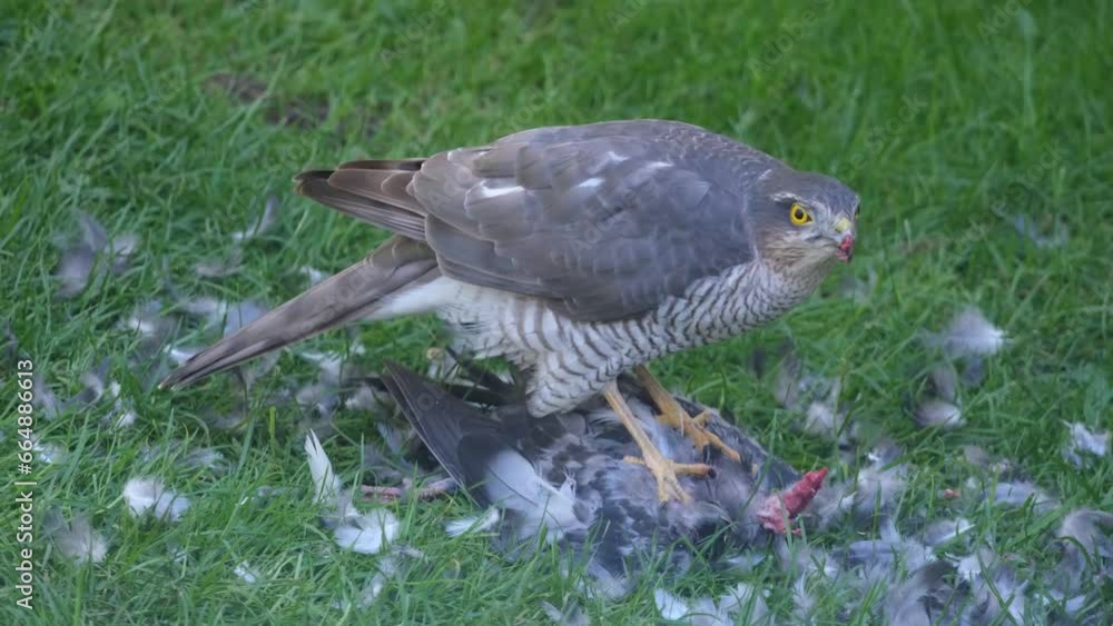 Female bird with feral pigeon prey. UK. The Eurasian sparrowhawk, also ...