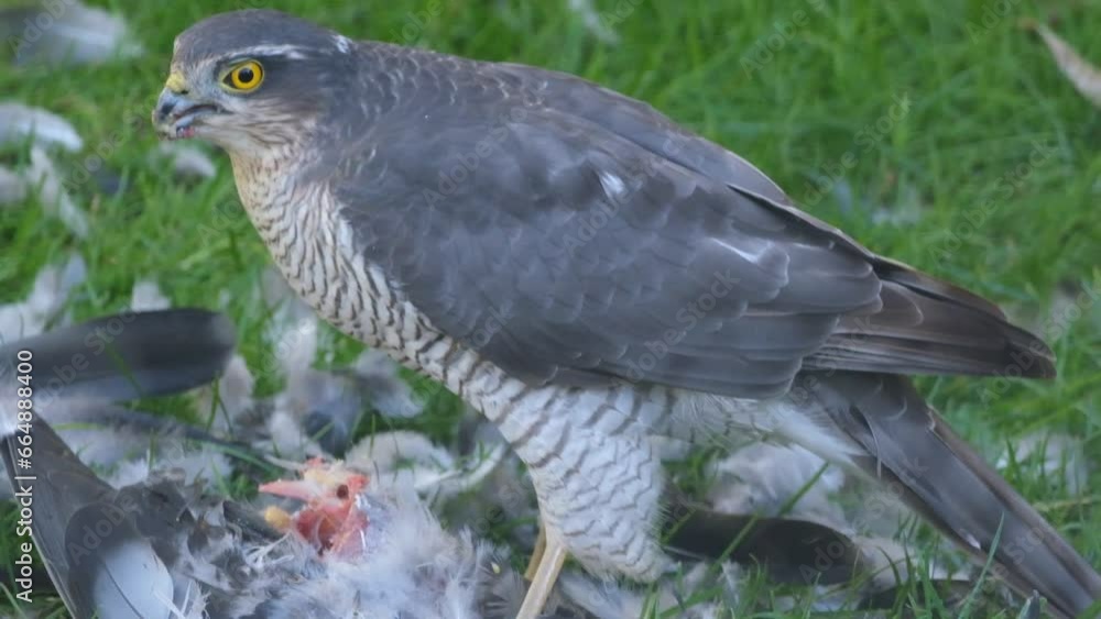The Eurasian sparrowhawk, also known as the northern sparrowhawk or ...