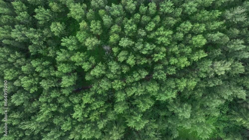 beautiful mountain natural green field wetlands of forest in the wild ...