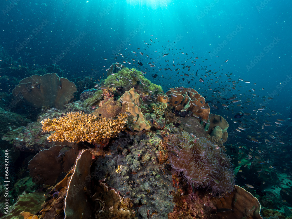 Beautiful tropical coral reef with soft corals in Andaman sea in ...