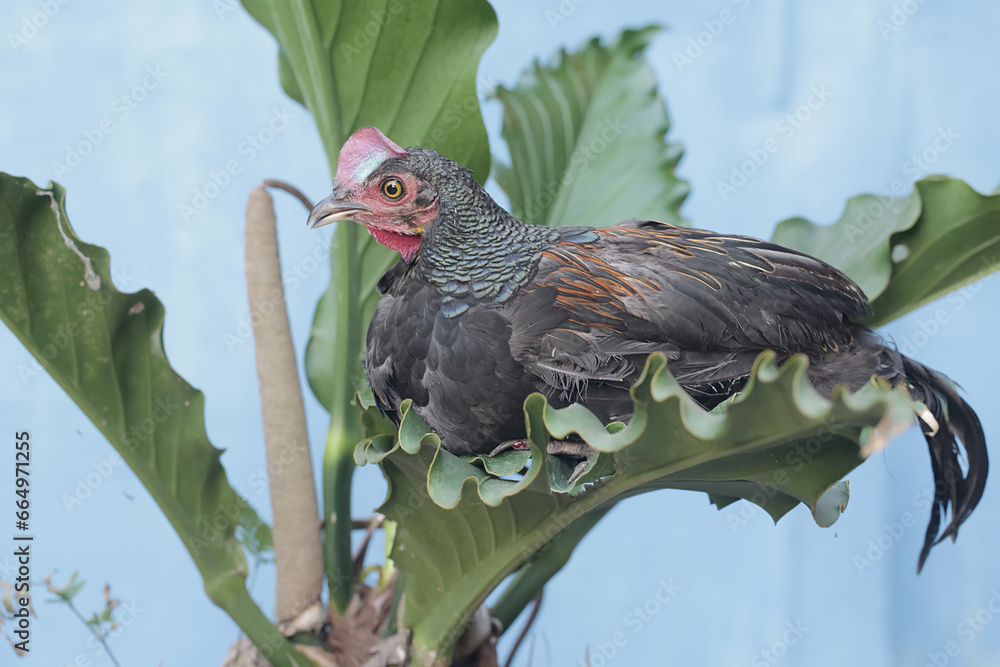 A male green Javanese junglefowl is looking for food on an anthurium ...