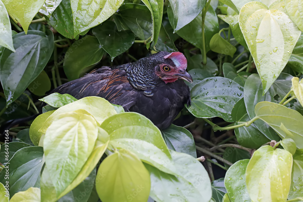 A male green Javanese junglefowl is resting in a grove of betel plants ...