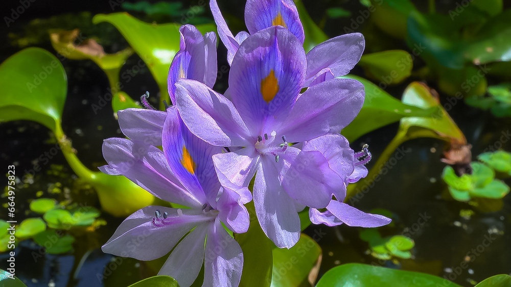 Water hyacinths (Eichhornia azurea), purple inflorescences of an ...