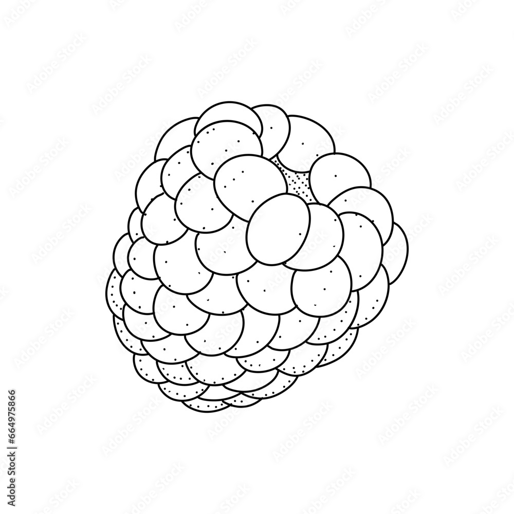 Raspberry hand drawn vector illustration. Raspberries sketch. Vector ...