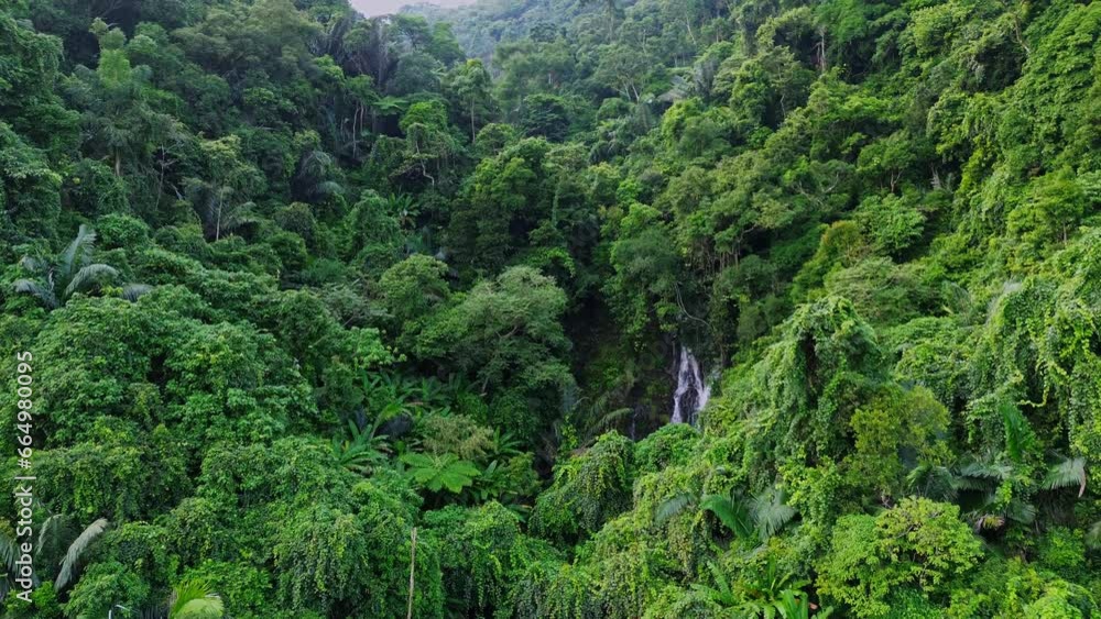 Tropical forest canopy surface filmed aerially from a drone. Natural ...