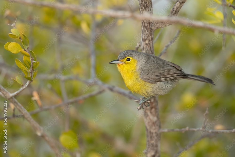 Oriente warbler (Teretistris fornsi) is one of two species of bird in the Cuban warbler family ...