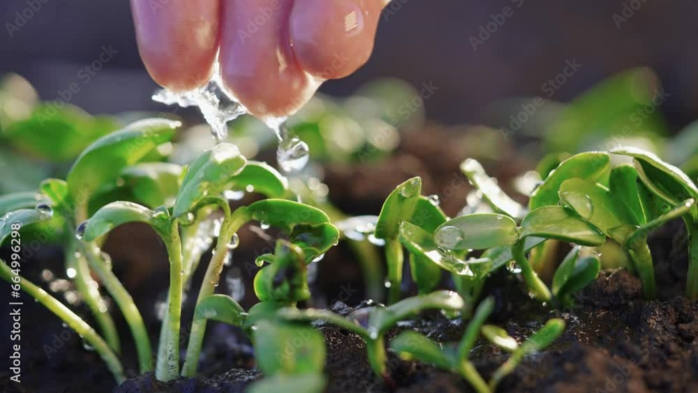 Agriculture. hand water group green sprout in the soil field water ...