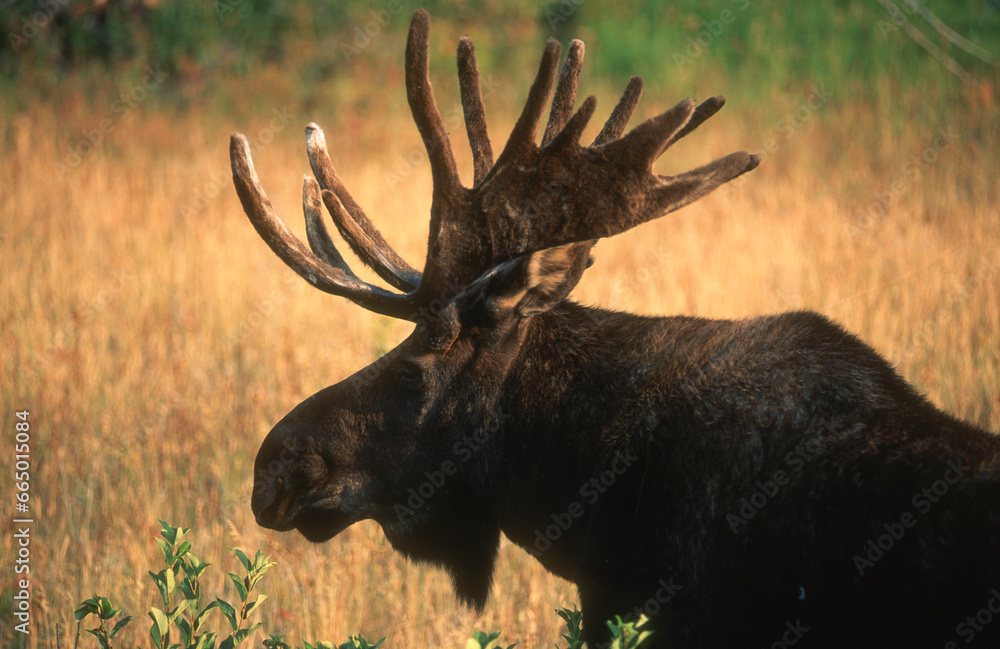 Elan d'Amerique, Orignal, Alces alces, Parc national du Yellowstone, U ...