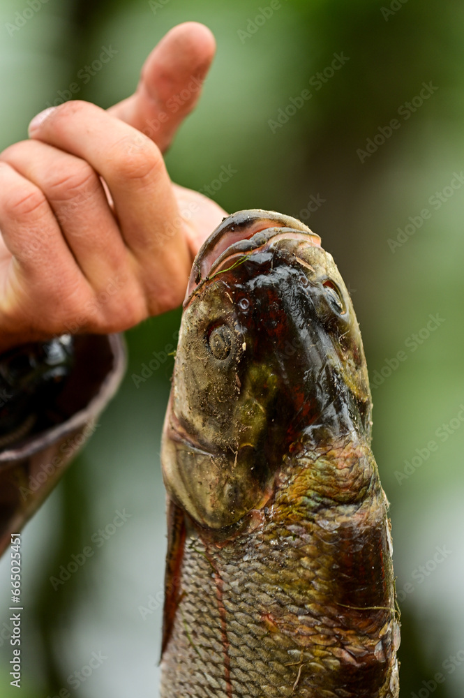 Traditional fisherman holds his catch, caught fish Asp or Schied ...