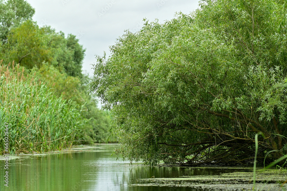 Nature with large tree or bush and water in the Danube Delta Biosphere ...
