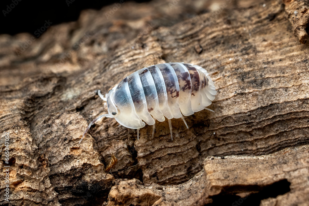 Isopoda "powder blue" on wood. Isopoda is an order of crustaceans that ...