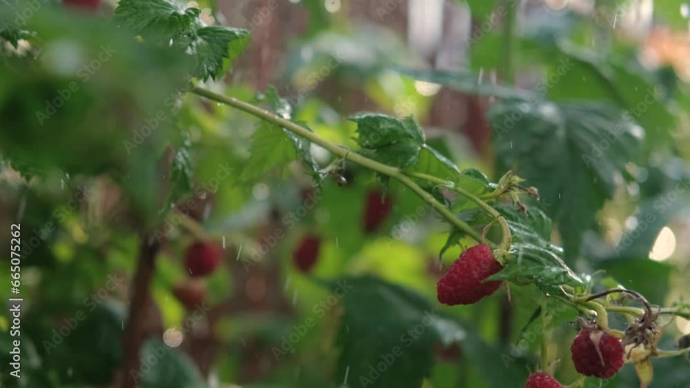 Raspberries hang from the branches in the garden. Light rays pass ...