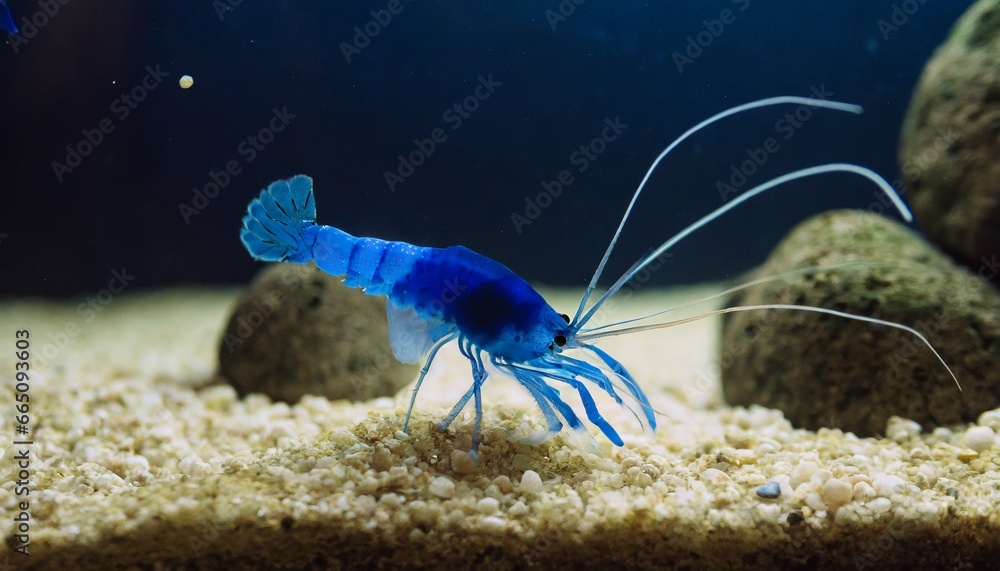Blue Jelly Shrimp Neocaridina davidi in an aquarium with sand and ...
