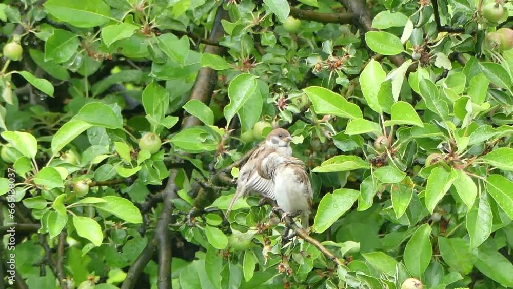 Two birds Eurasian tree sparrow, Passer montanus on branches of apple ...