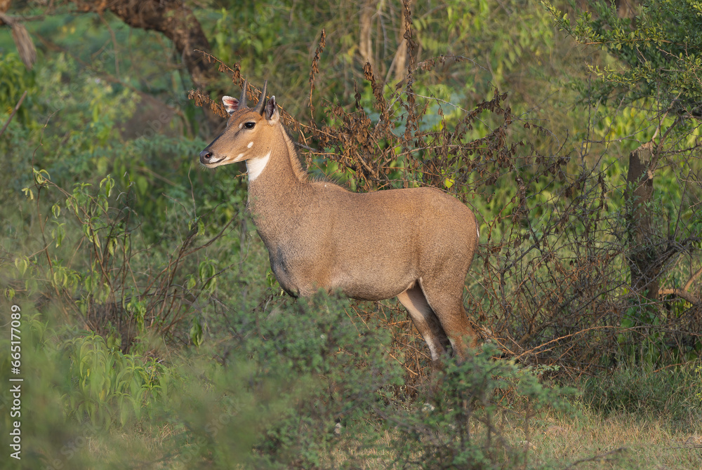 Sambar - Rusa unicolor, sambar deer male with green vegetation in ...