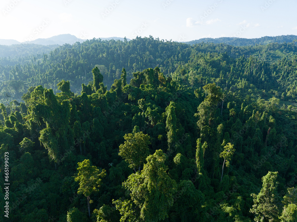 The green canopy of a lush rainforest covers the island of Waigeo, Raja ...