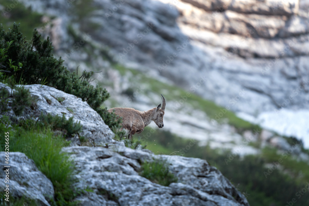 Alpine ibex is feeding on the mountains meadow. Ibex during summer ...