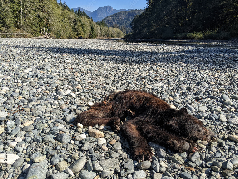 Saw this dead bear in the wilds of Vancouver Islands backroads. Looked ...