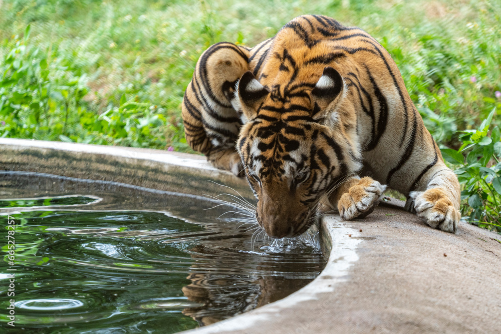 The tiger lies next to the pond and drinks water with his head bowed ...