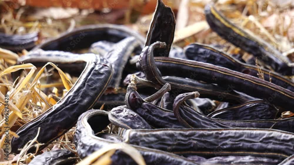 Pods fruit (Samanea saman, saman, rain tree, monkeypod, Chankiri Tree ...