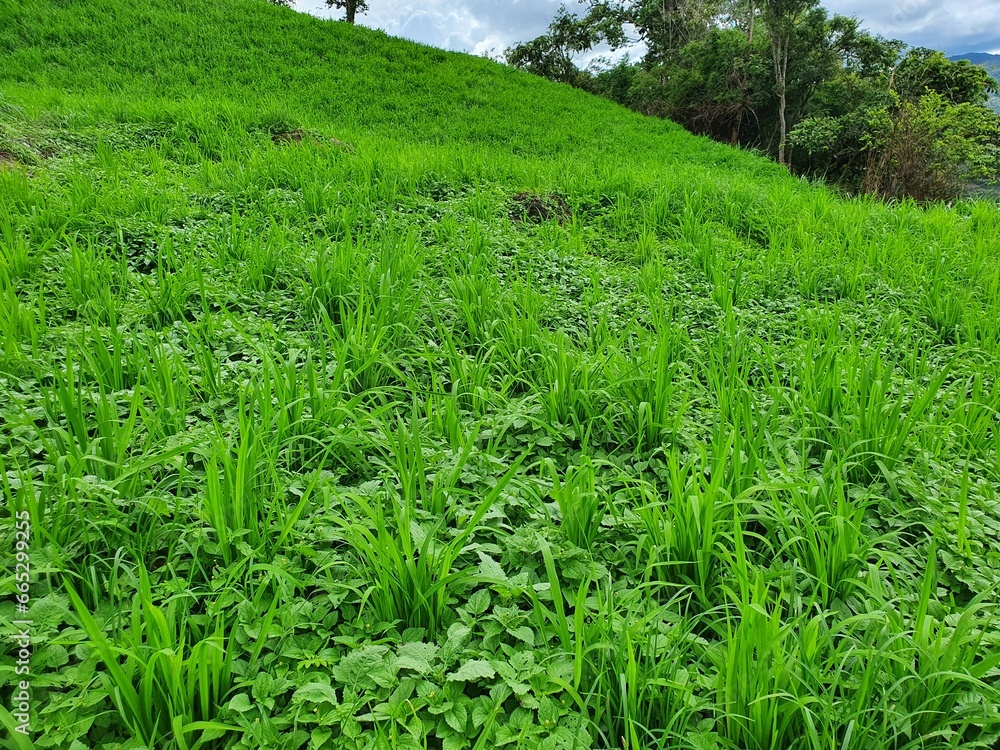 Rice planting on hilly area in northern of Thailand Stock Photo | Adobe ...